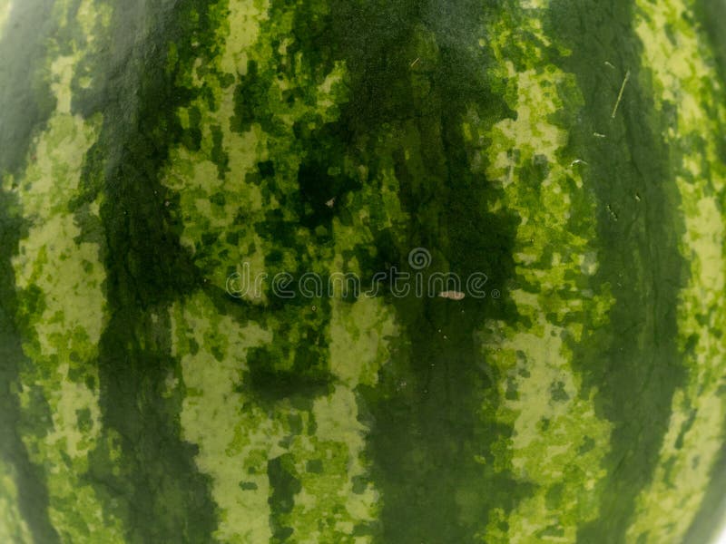 Background from the Peel of Watermelon. Texture of Watermelon Peel ...
