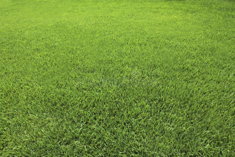 Background of Perfect Cut Green Grass Stock Image - Image of lawn ...