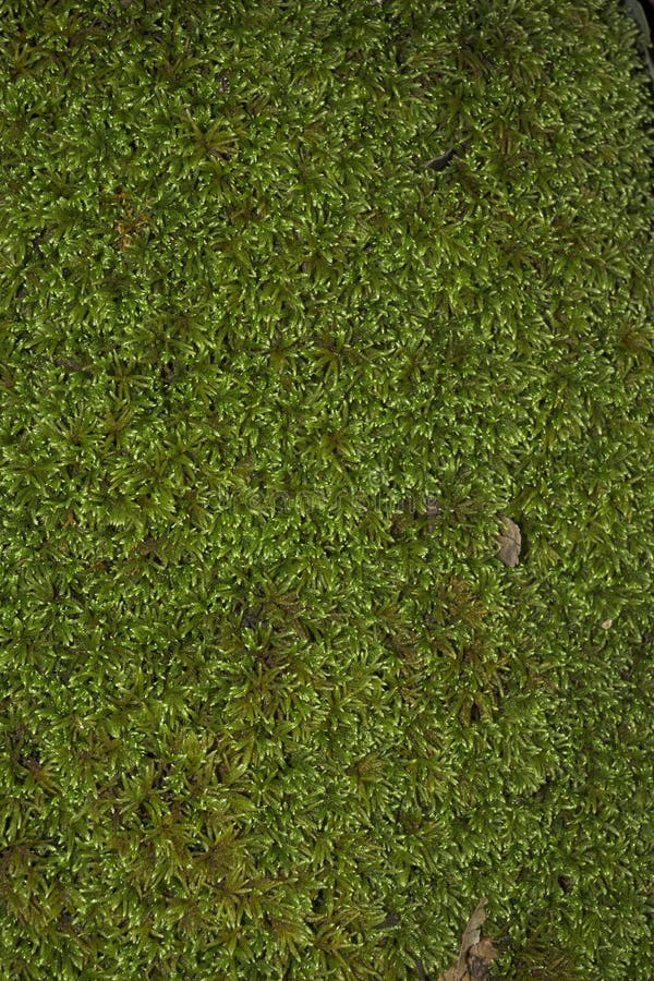 Background of Phosphorescent Green Leafy Moss with Details of Its ...
