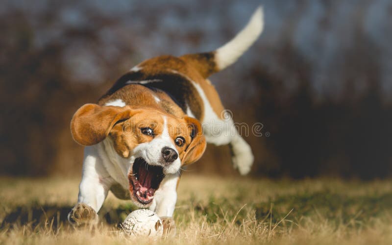 Background Photo of a Dog Chasing a Ball Stock Photo - Image of ...