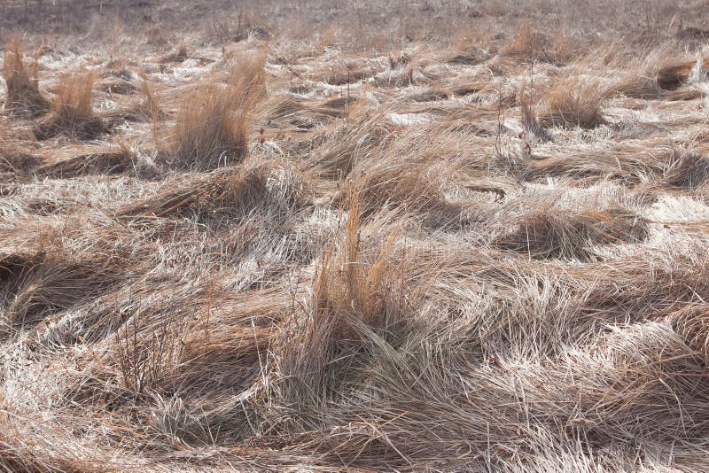 Background Photo of Dry Grey Last Year Grass in a Field, Pattern Stock ...