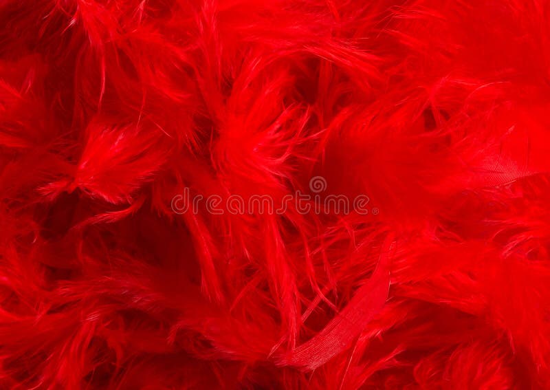 Red Feather Texture Background Photo Stock Photo - Image of luxury ...