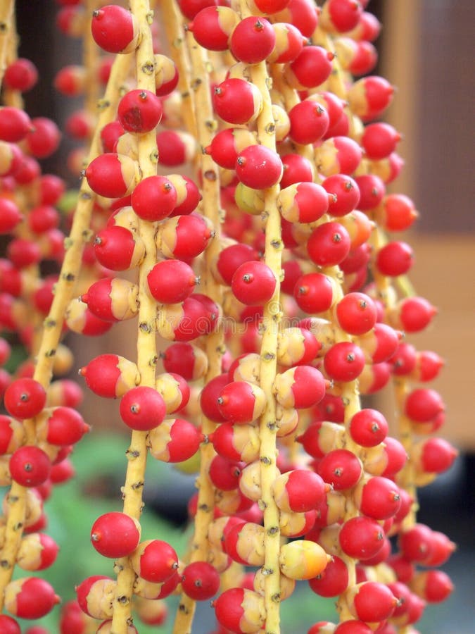 Background Photo of Red Tree Seeds Stock Image - Image of closeup ...
