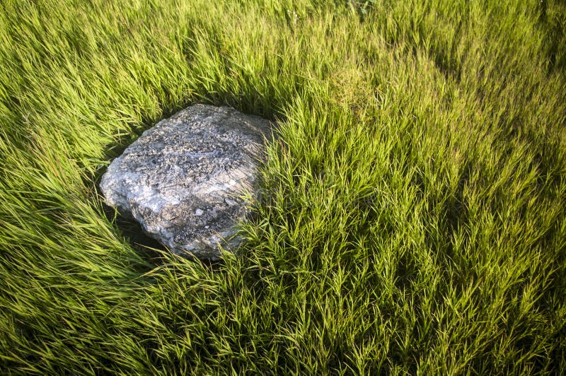 The Stone in the Green Grass Stock Photo - Image of garden, field: 99097410