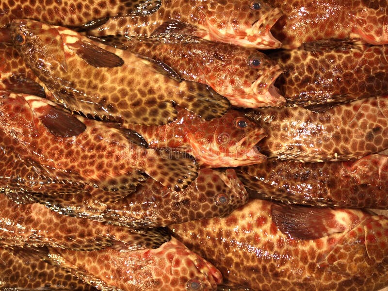 Background Picture of Fresh Fish Stock Photo - Image of catch, gourmet ...