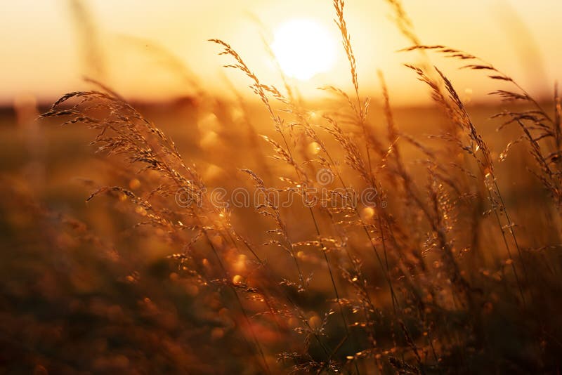 Golden Illuminated Grass in a Field at Sunset Stock Photo - Image of ...