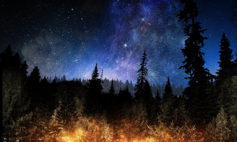 Night forest scene stock illustration. Illustration of night - 117789451