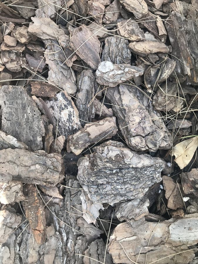 Pieces of Tree Bark Isolated on White Stock Image - Image of brown ...