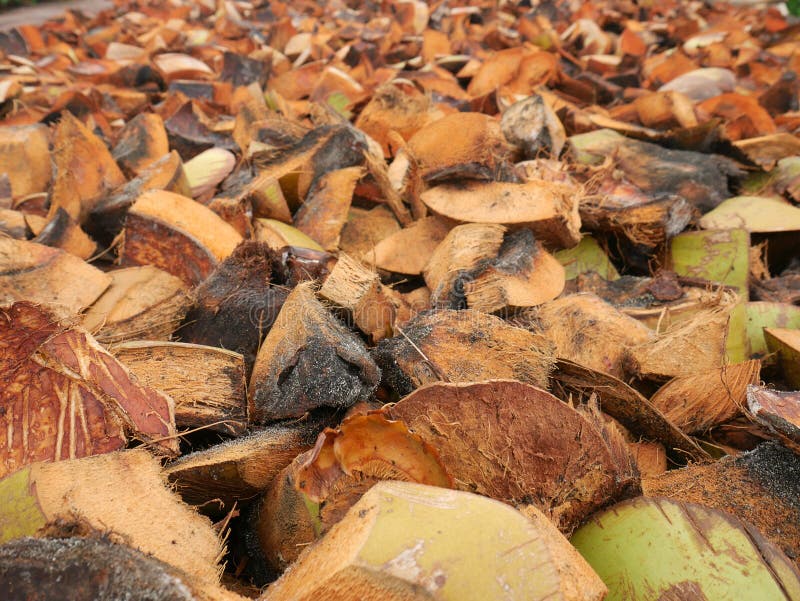 Tropical Coconut Skin Background for Digital Use Stock Photo - Image of ...