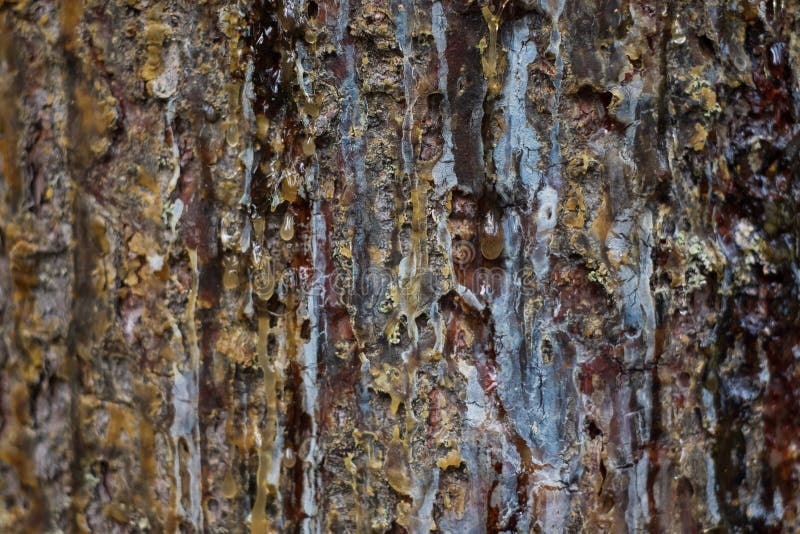 Background of Pine Bark with Drops of Resin Stock Image - Image of pine ...