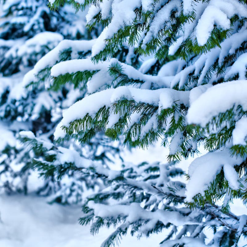 Background of Pine Branches in Frost Closeup Stock Image - Image of ...