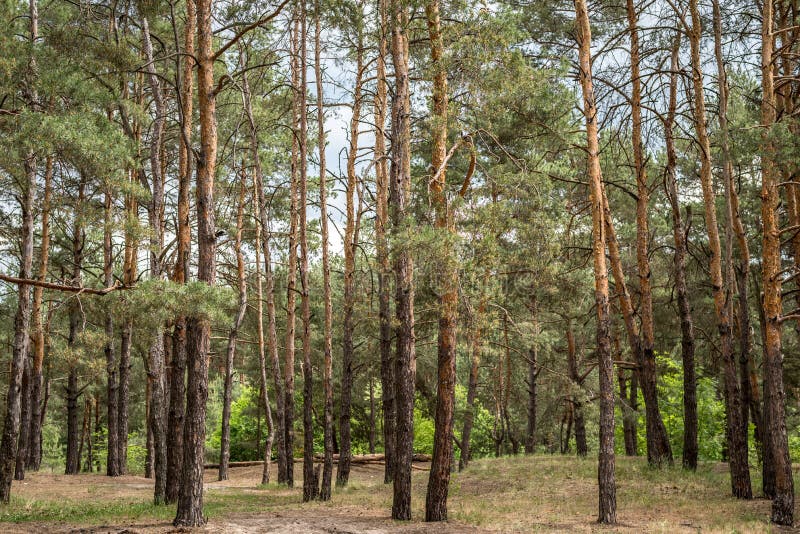 Background, Pine Forest, on the Whole Frame. Horizontal Frame Stock ...