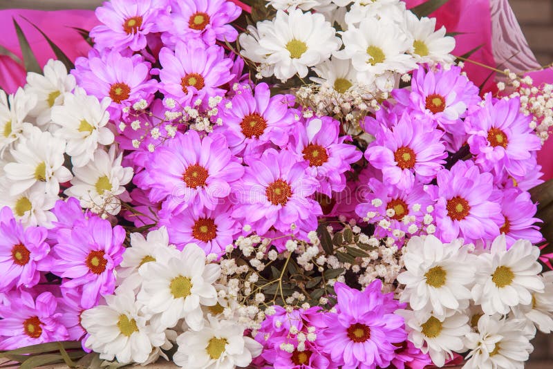 Background of Pink Daisy Flowers, a Sign of Spring Stock Image - Image ...
