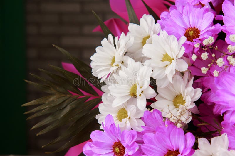 Background of Pink Daisy Flowers, a Sign of Spring Stock Photo - Image ...