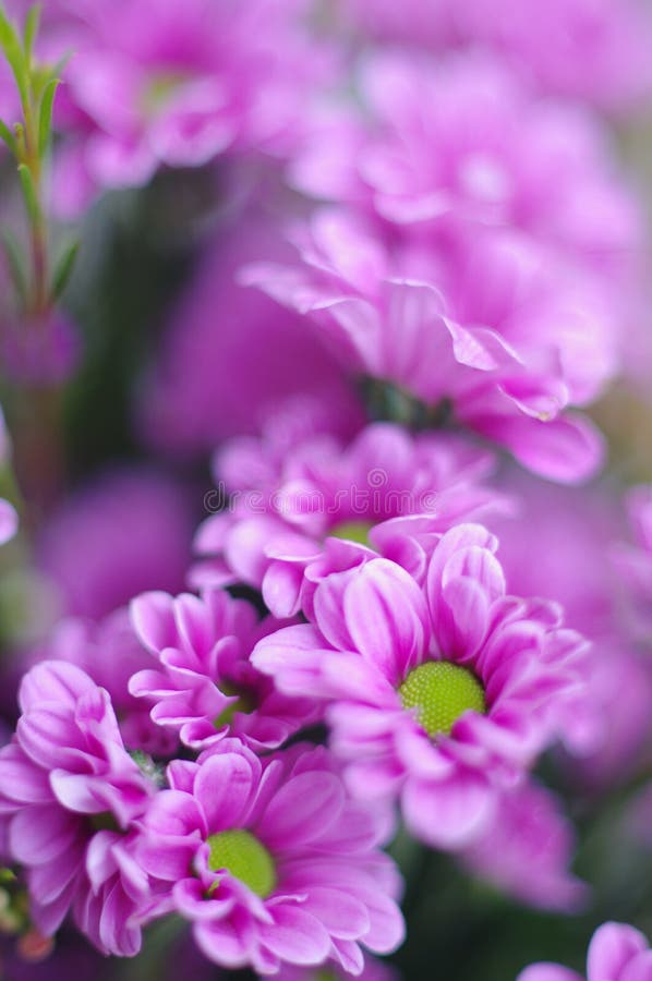 Pink Daisy Background stock image. Image of nature, gardening - 106201509