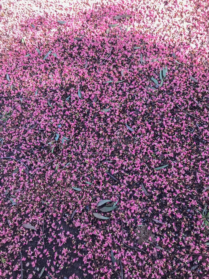 Background of Pink Eucalyptus Flowers on the Ground. Stock Photo ...