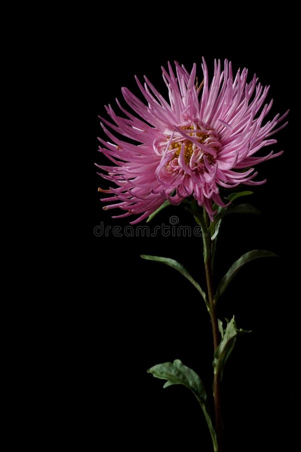 Asters, Callistephus Chinensis Stock Photo - Image of petals, flora ...