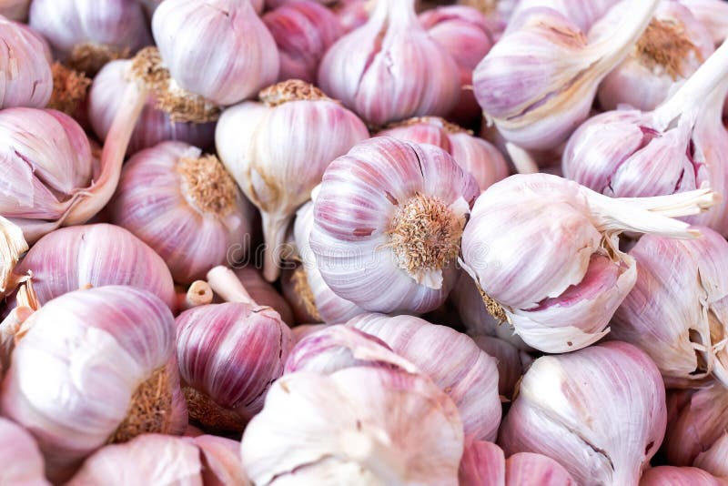 Garlic bulbs stock photo. Image of kitchen, peeled, restaurant - 60993272
