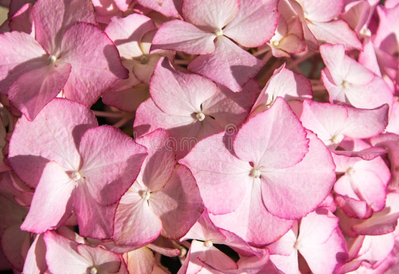 Background of Pink Hydrangea Lit by the Bright Sun. Stock Photo - Image ...