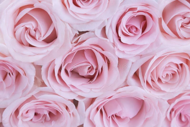 Background of Pink Large Roses Stock Image - Image of petal, love ...