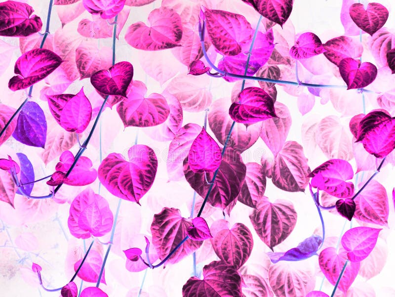 Background of Pink Leaf, Flower and Plant Stock Photo - Image of ...