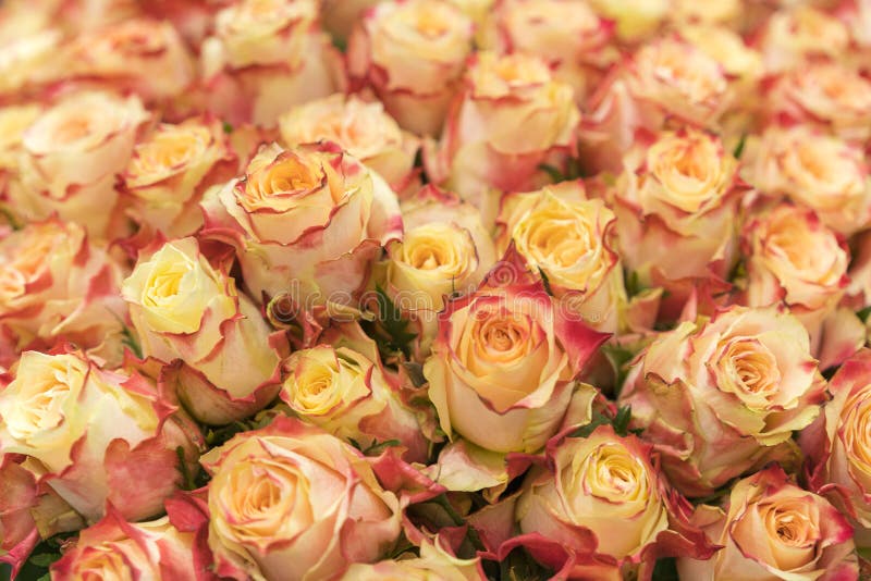 Background of Pink Orange and Peach Roses. Natural Background of Fresh ...