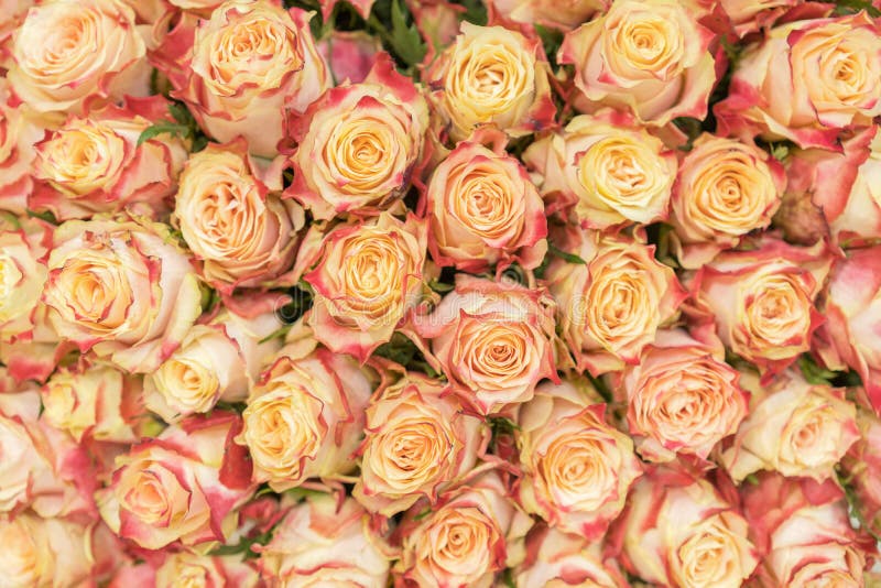 Background of Pink Orange and Peach Roses. Natural Background of Fresh ...