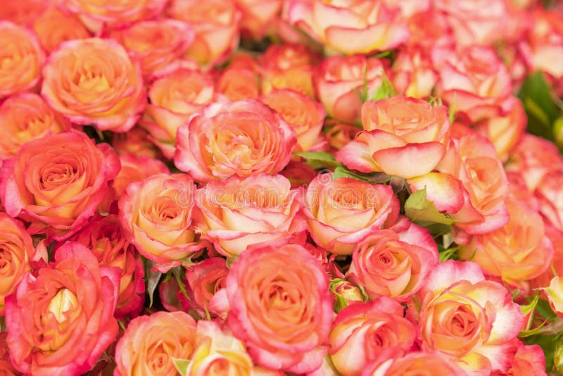 Background of Pink Orange and Peach Roses. Natural Background of Fresh ...