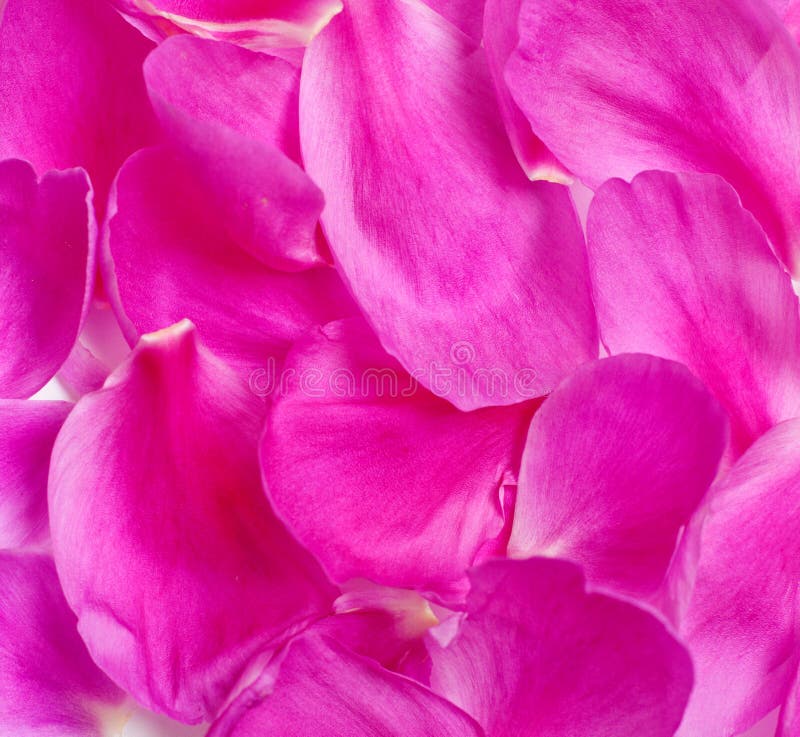 Background of Pink Peony Petals, Texture of Flower Petals. Flat Lay ...