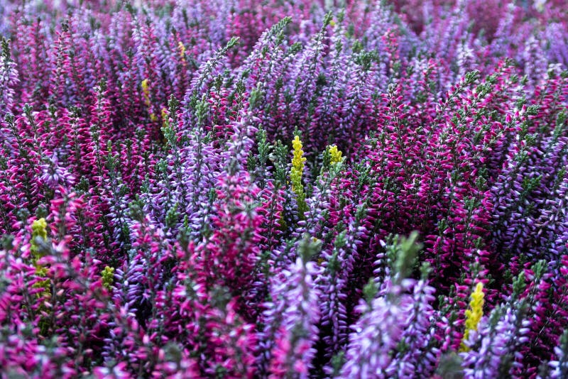 Background of Pink and Purple Heather in Bloom. Stock Photo - Image of ...
