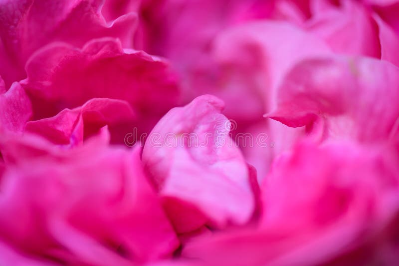 Background of Pink Rose Petals Stock Photo - Image of bloom, love ...