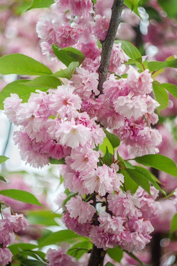 Background from Pink Sakura Flowers in Bloom on a Tree in the Sunlight ...
