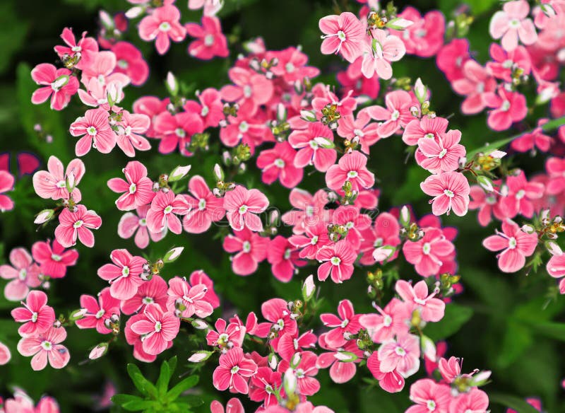 Beautiful Background of Pink Small Flowers on a Meadow in Summer Stock ...
