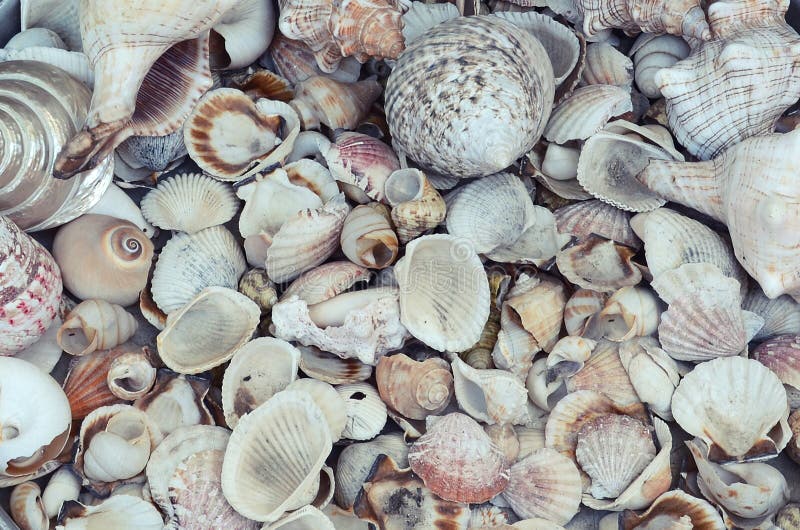 Background from Placer Small and Medium Sea Shells, Evenly Covering the ...