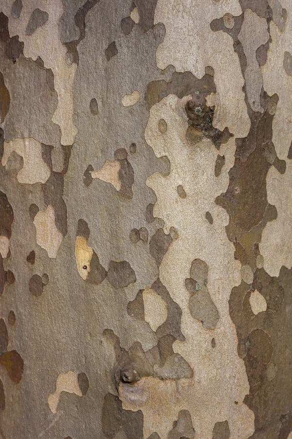 Background of Plane Tree Bark , Plane Tree Bark Texture Stock Photo ...