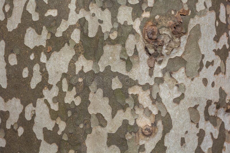 Background of Plane Tree Bark , Plane Tree Bark Texture Stock Photo ...