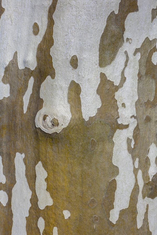 Background of Plane Tree Bark , Plane Tree Bark Texture Stock Photo ...