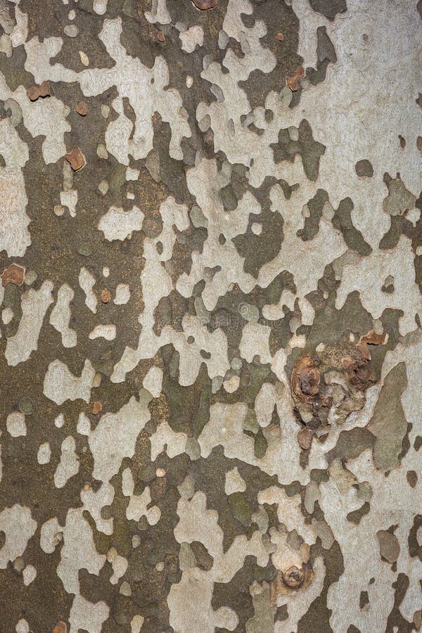 Background of Plane Tree Bark, Tree Bark Texture Stock Image - Image of ...