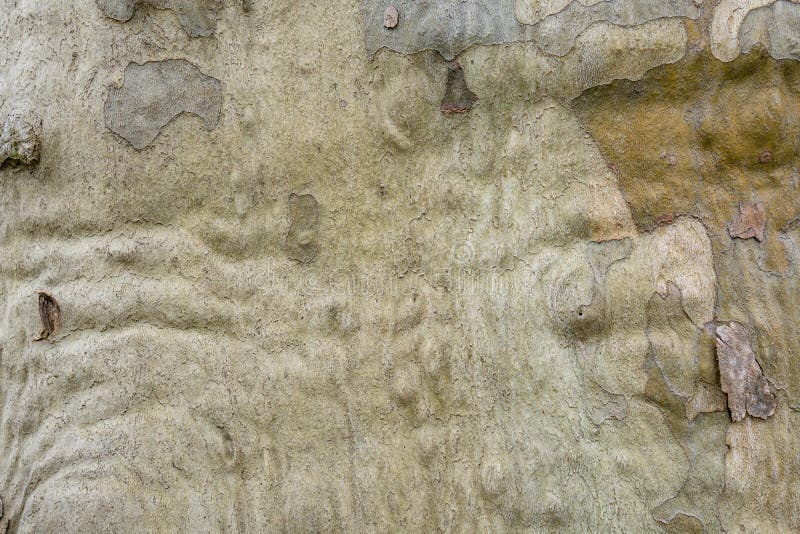 Background of Plane Tree Bark, Tree Bark Texture Stock Photo - Image of ...