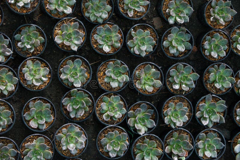 Background of plant stock image. Image of angle, focus - 52064539