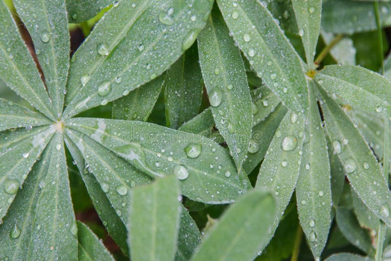 Background of Plants with Green Leaves with Drops of Clear Dew on Them ...