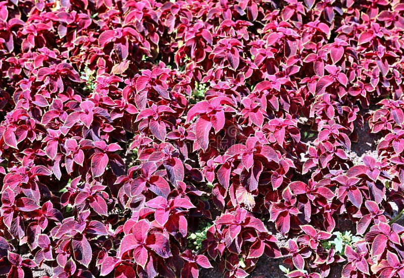 Background Of Plants Of Maroon Coleus Stock Image - Image of garden ...