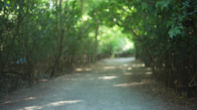Background Plate of Shaded Pathway through the Forest of Greenery Stock ...