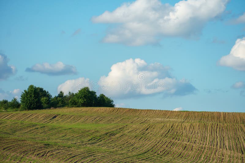 The Background is a Plowed Field and Beautiful Clouds. Deep Furrows in ...