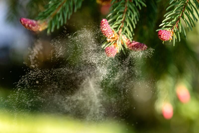 Pollen stock image. Image of yellow, raction, pollen - 31079159