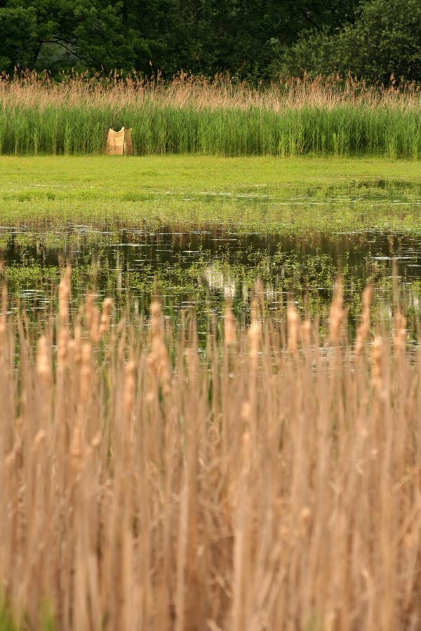 Background Of Pond Picture. Image: 5624370