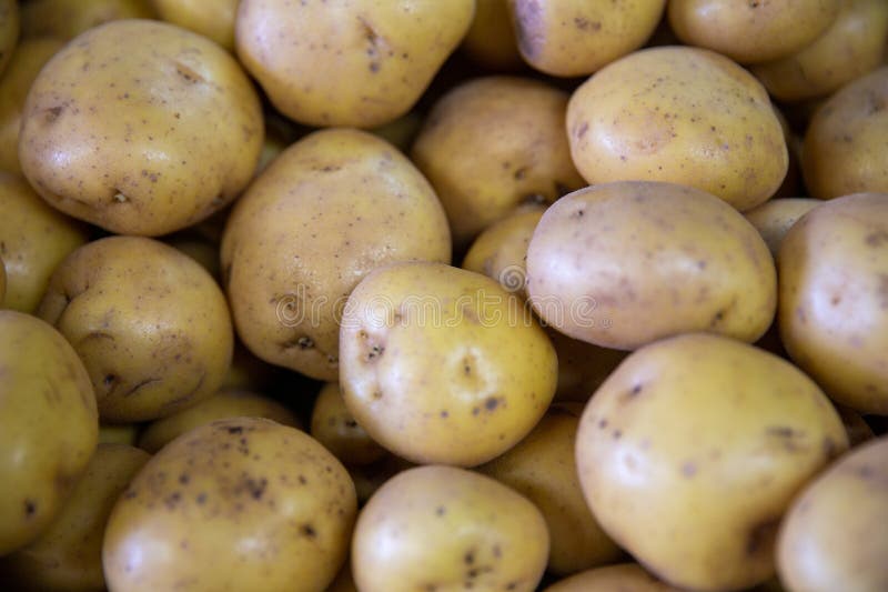 Background of Potatoes stock photo. Image of ripe, market - 274527154