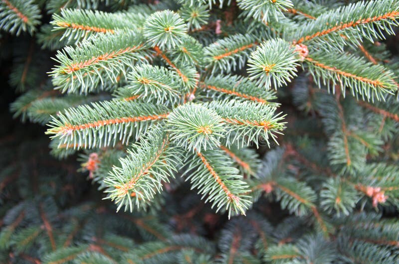 Fir Branches Close-up Background Image Stock Image - Image of conifer ...