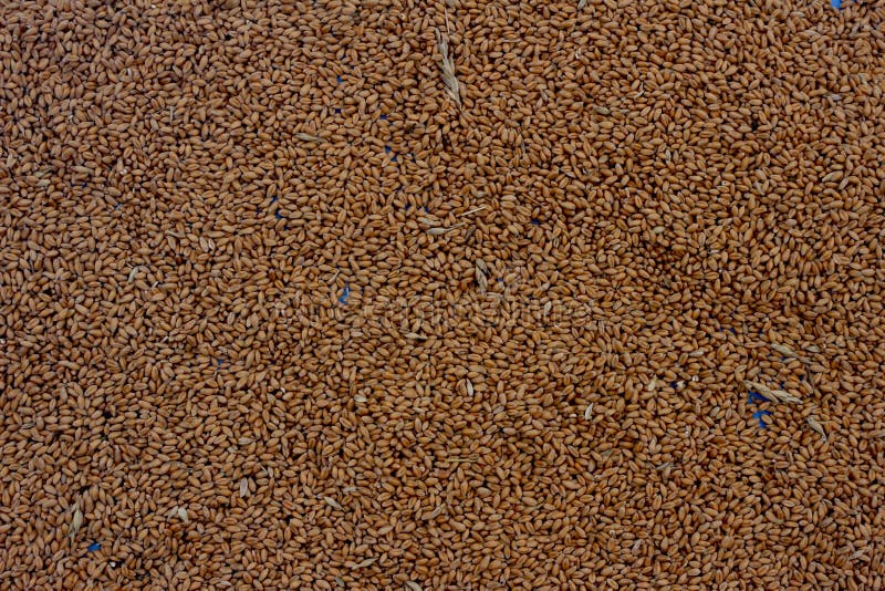 Processed Wheat Grains, Top View Stock Image - Image of crop, seed ...