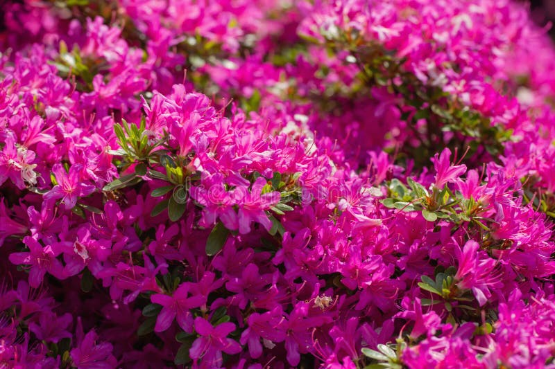 Background of Purple Azalea Flowers Stock Image - Image of closeup ...